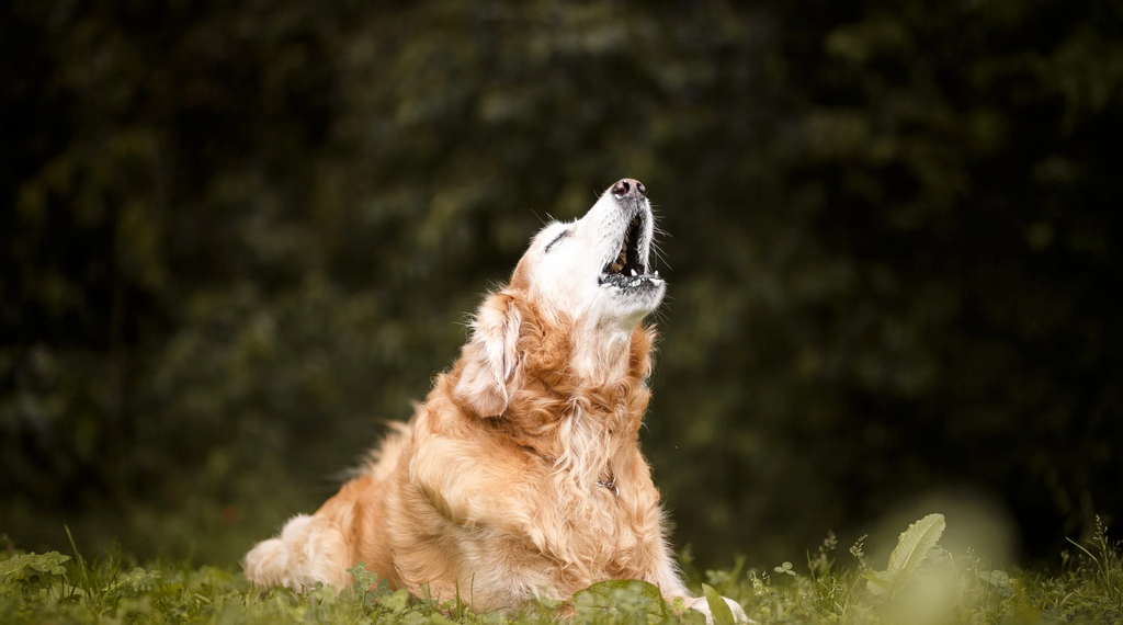 Werwolf-Syndrom beim Hund | Worauf gilt es zu achten