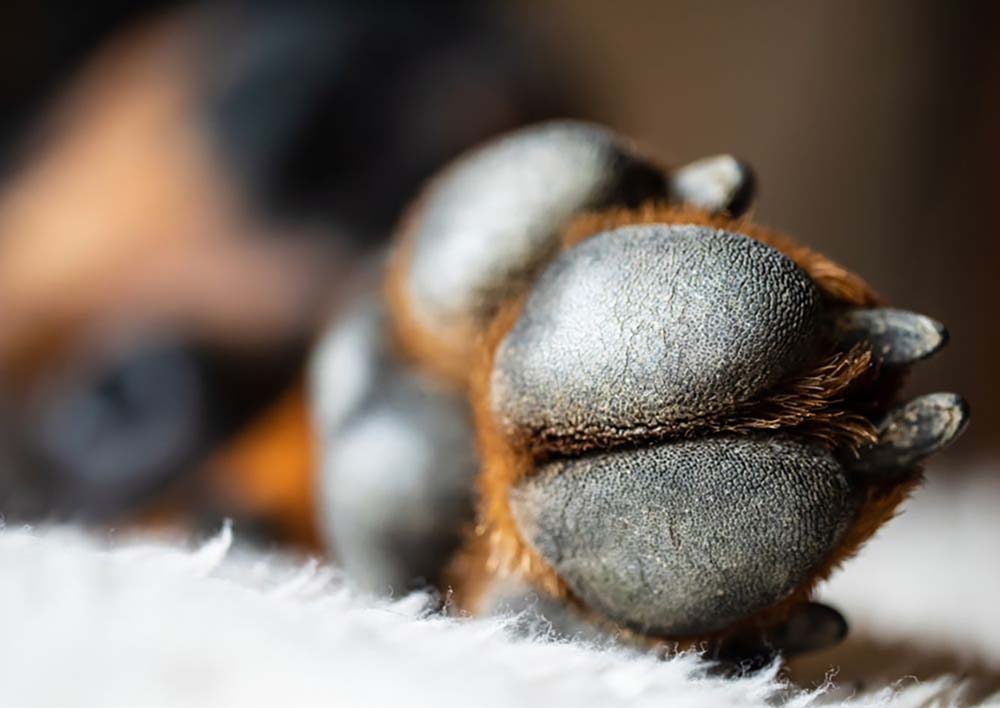 Pododermatitis beim Hund: wenn die Pfote entzündet ist