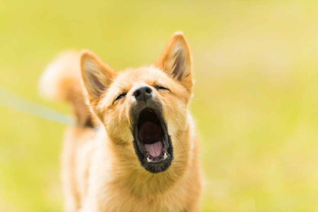 Hund bellt ständig? Ursachen & Tipps für mehr Ruhe im Alltag I mammaly®